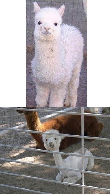 고잉 메리호.jyp