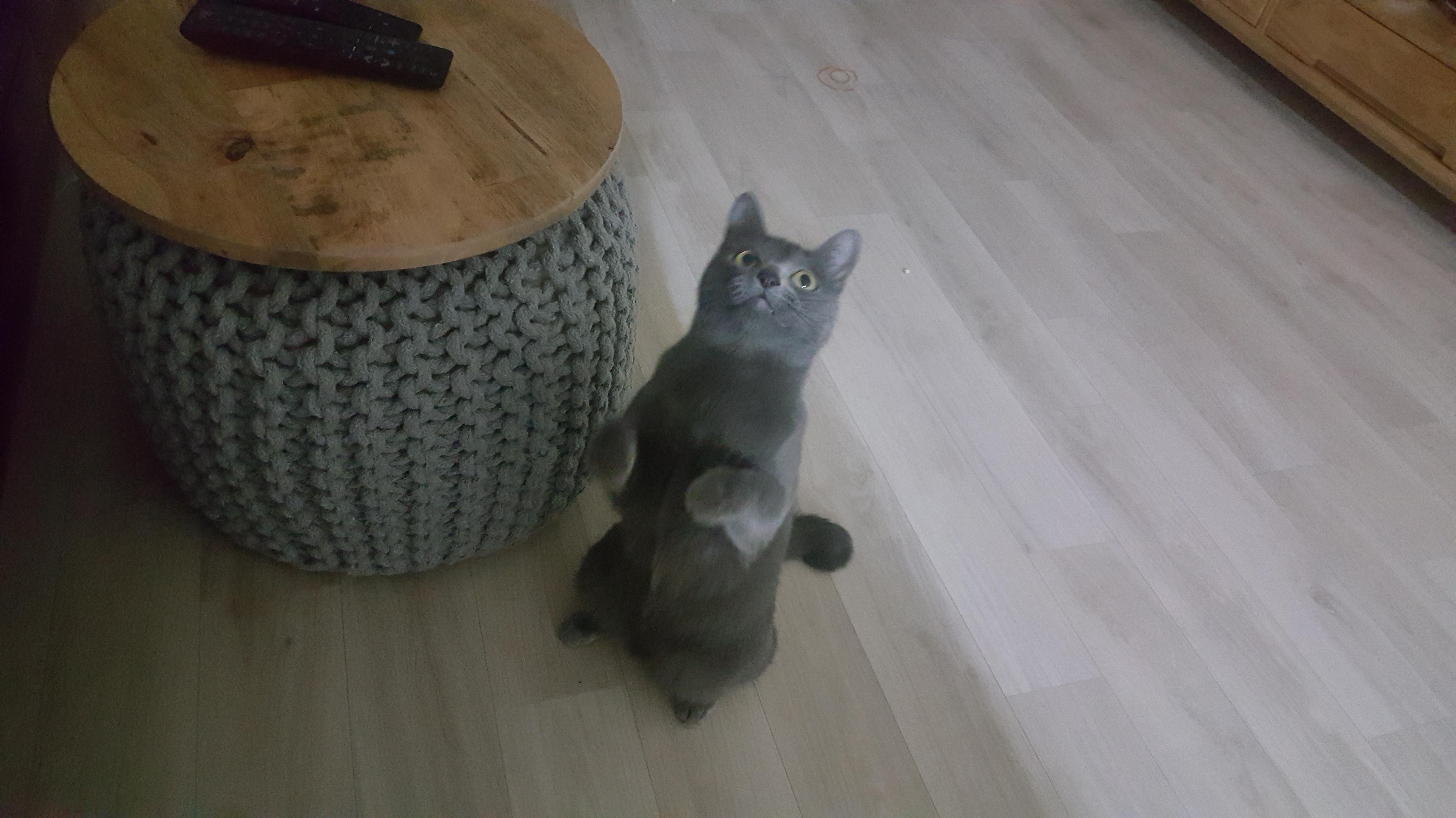 우리집 주인냥 :: 웃긴대학 동물대학