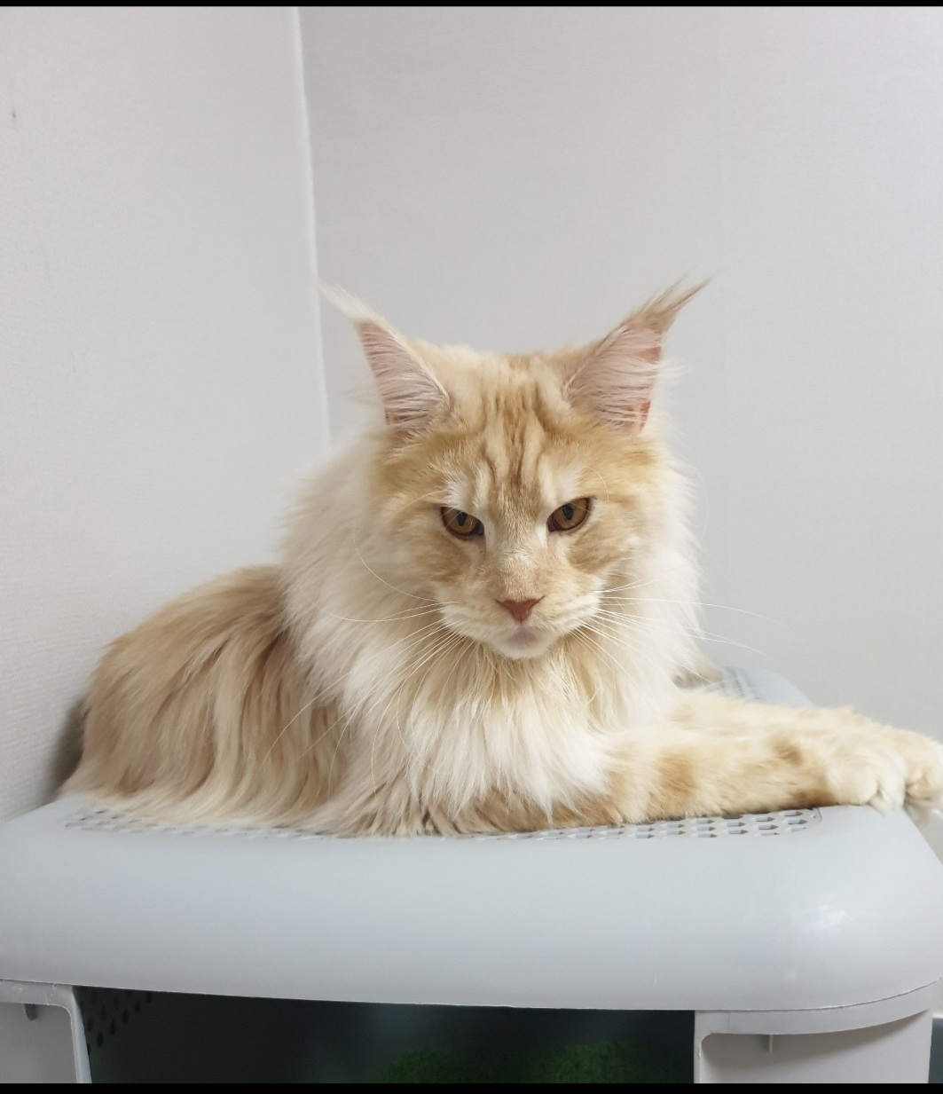 포스있는 메인쿤