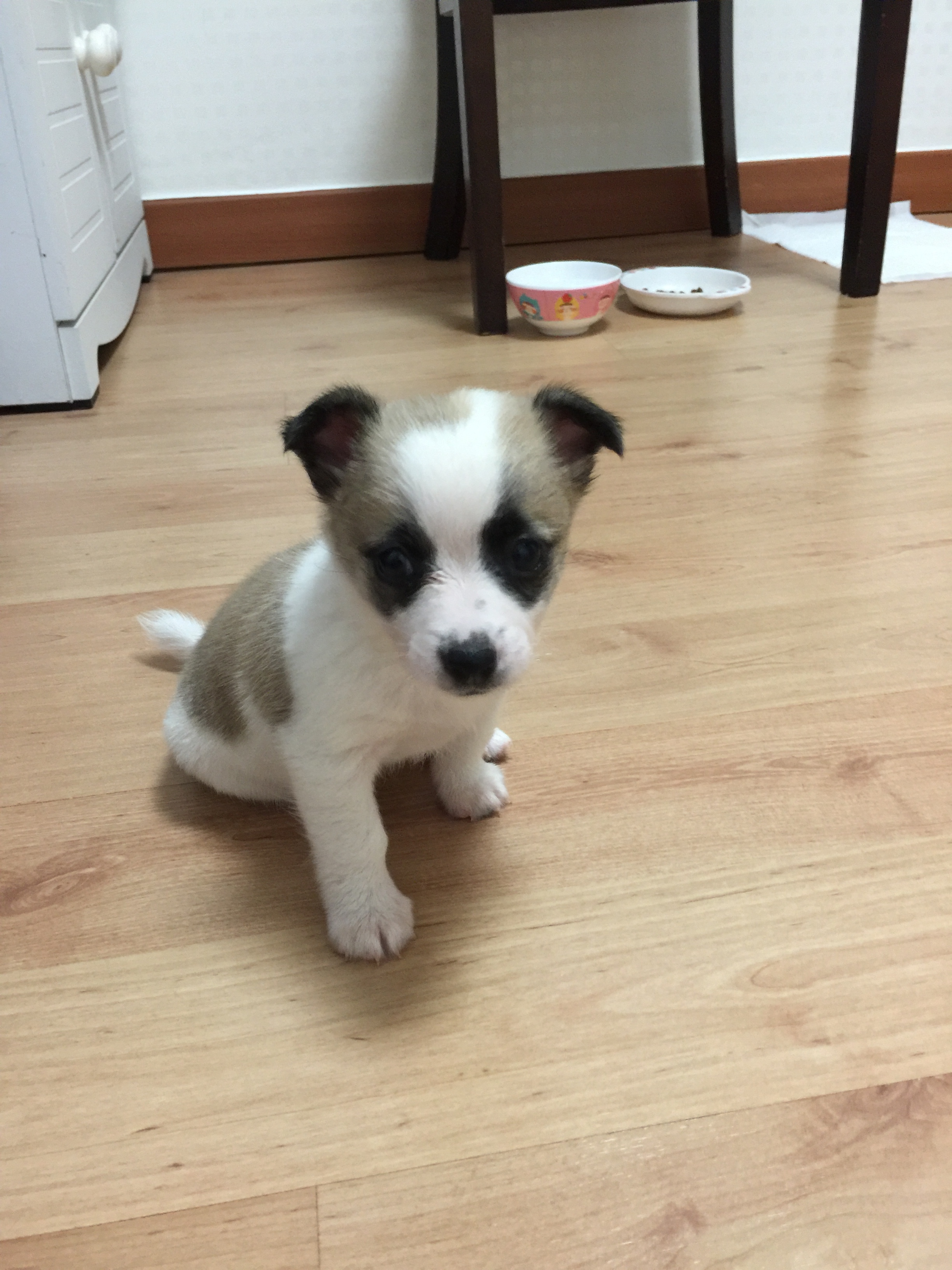 시골 개새끼 근황 :: 웃긴대학 웃긴자료