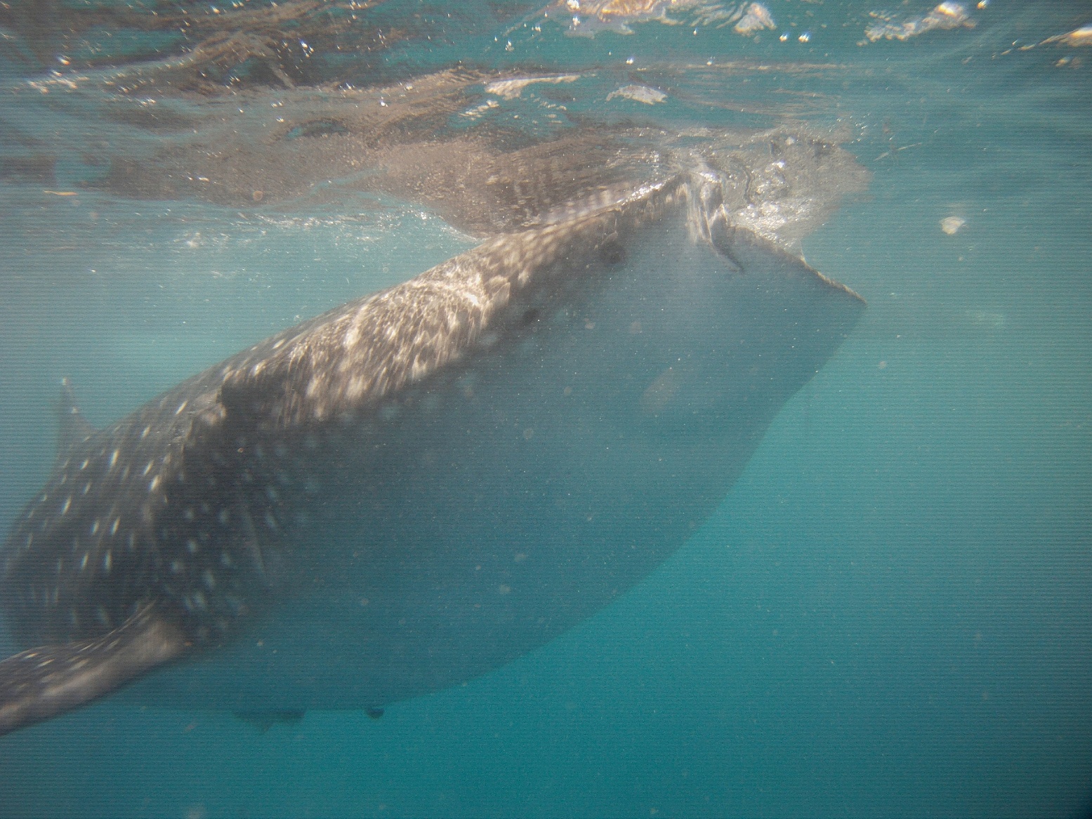 안내견 돌아다니는거 짲응남
