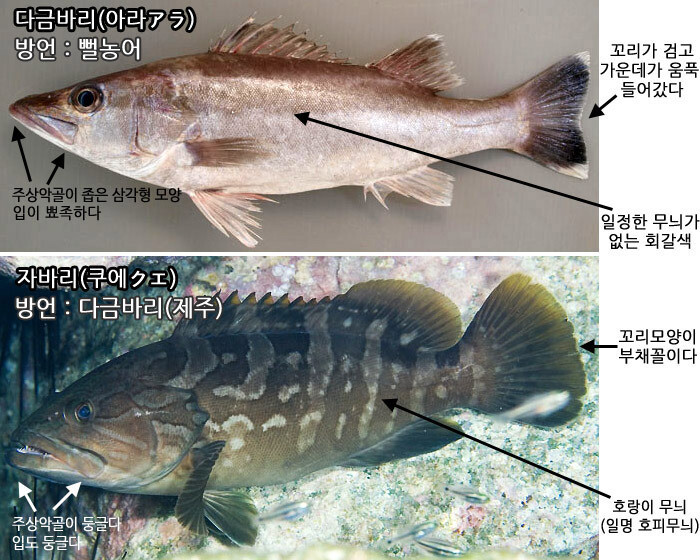 다금바리를 araboja