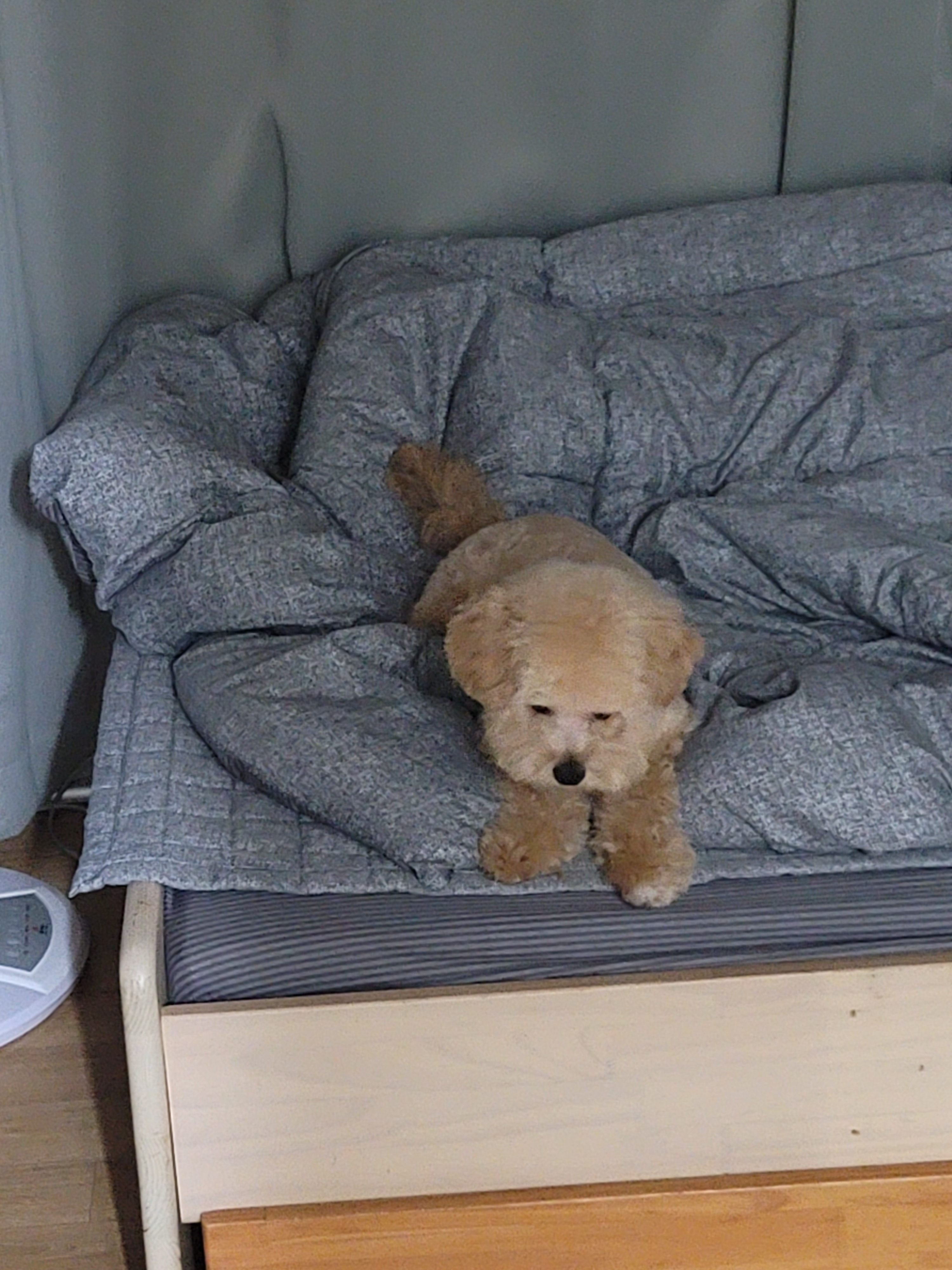 심멎주의 몬드 미용햇몬드!!!!! :: 웃긴대학 대기자료