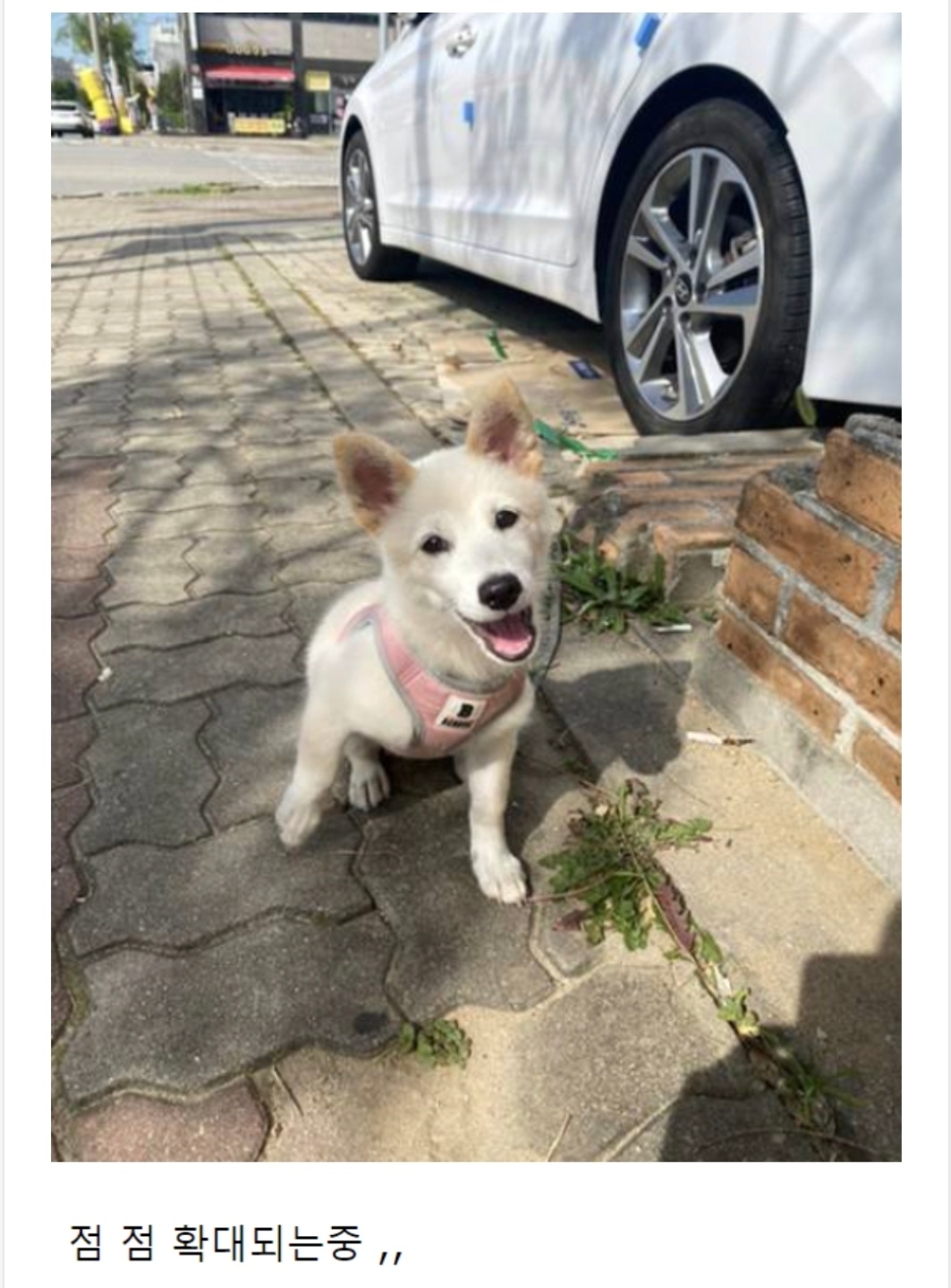 편의점 알바하다가 만난 강아지들.jpg