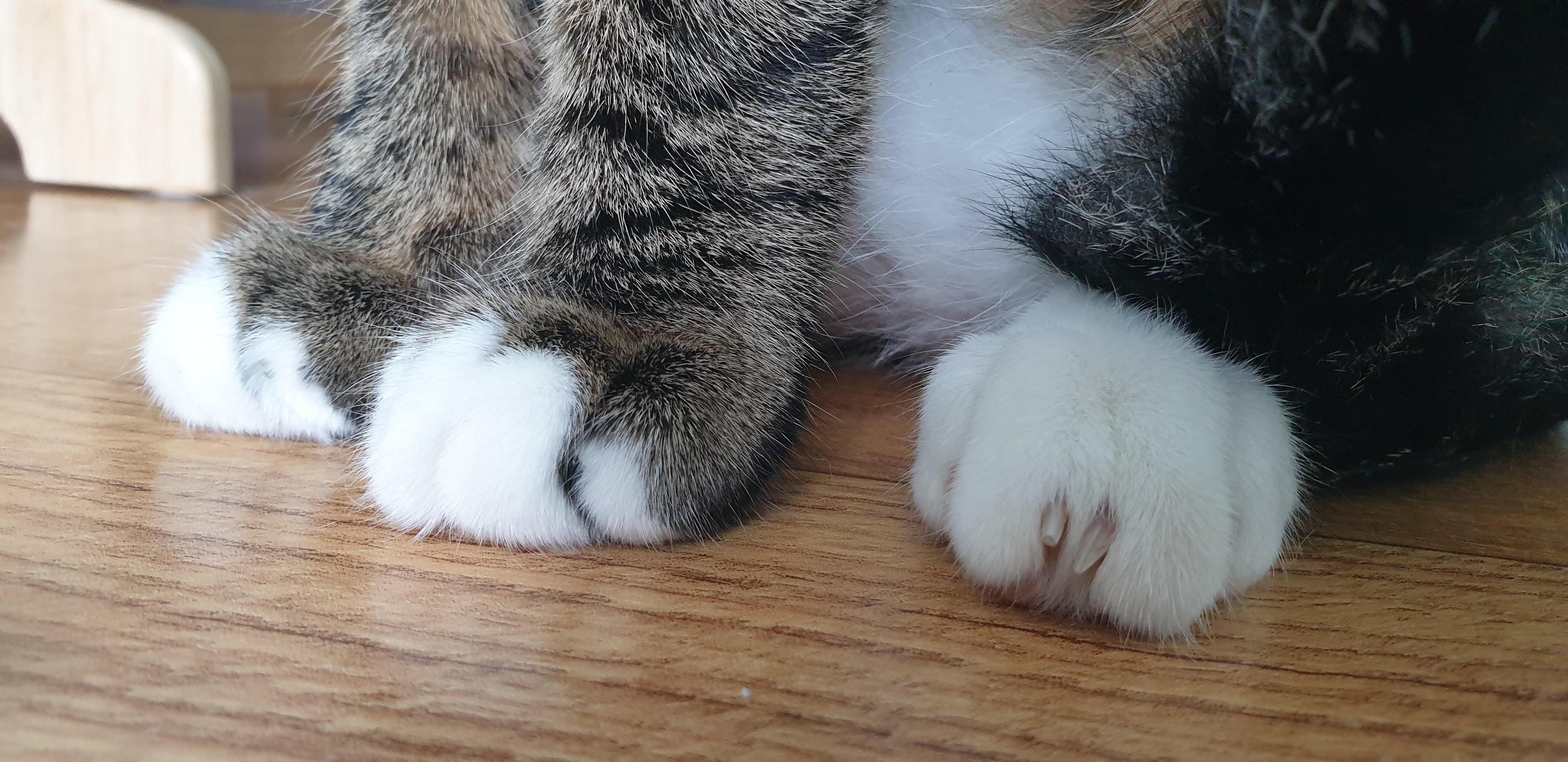 일어났으면 고양이 보고가!!