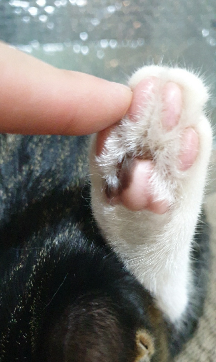 일어났으면 고양이 보고가!!