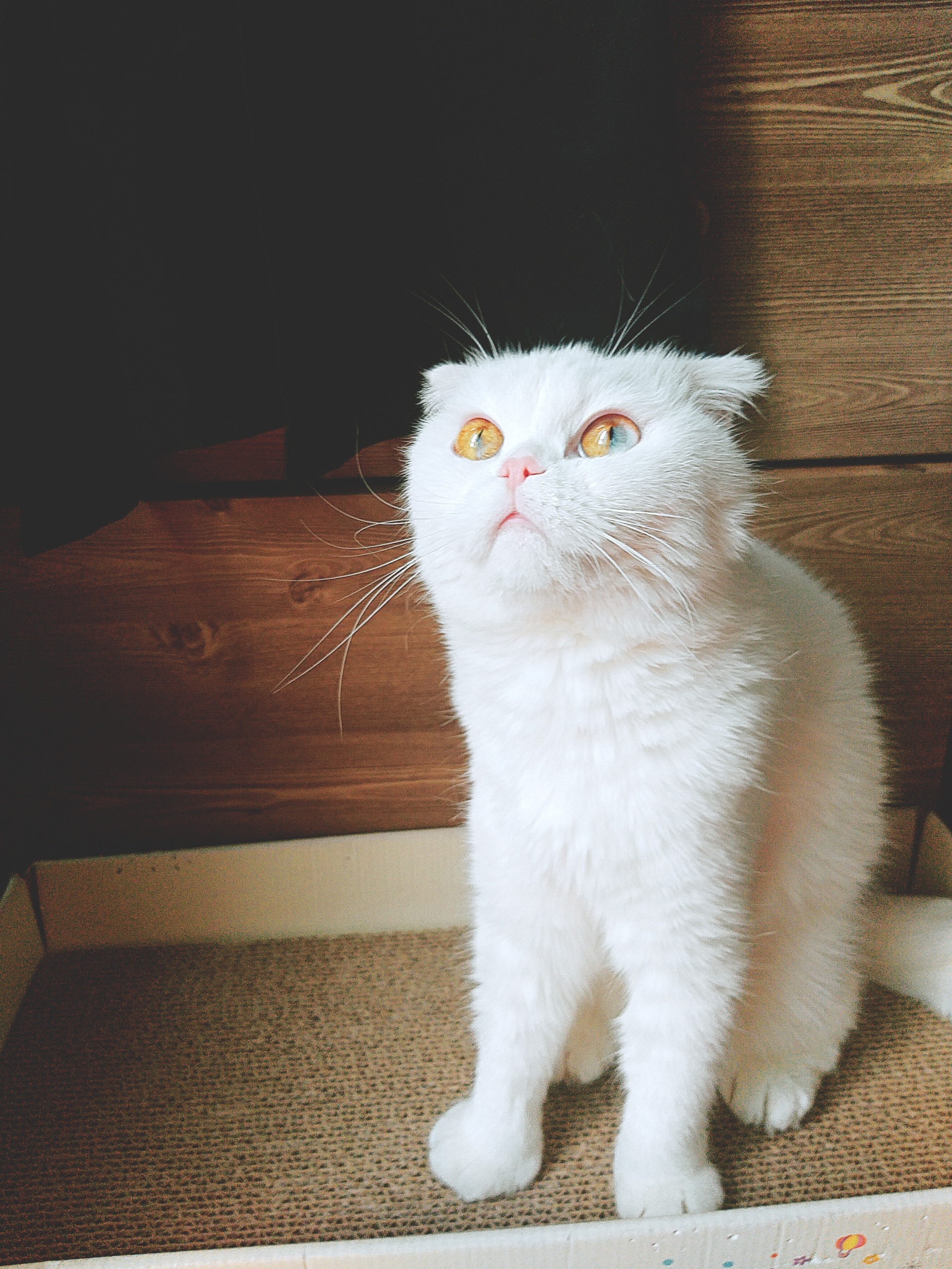 우리 고양이 눈 :: 웃긴대학 대기자료