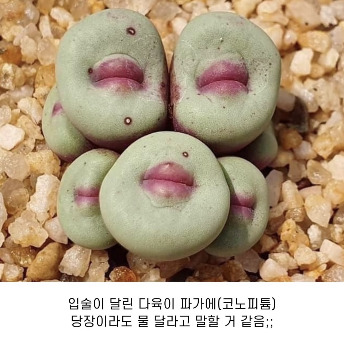 징그럽게 생겼다는 식물…jpg