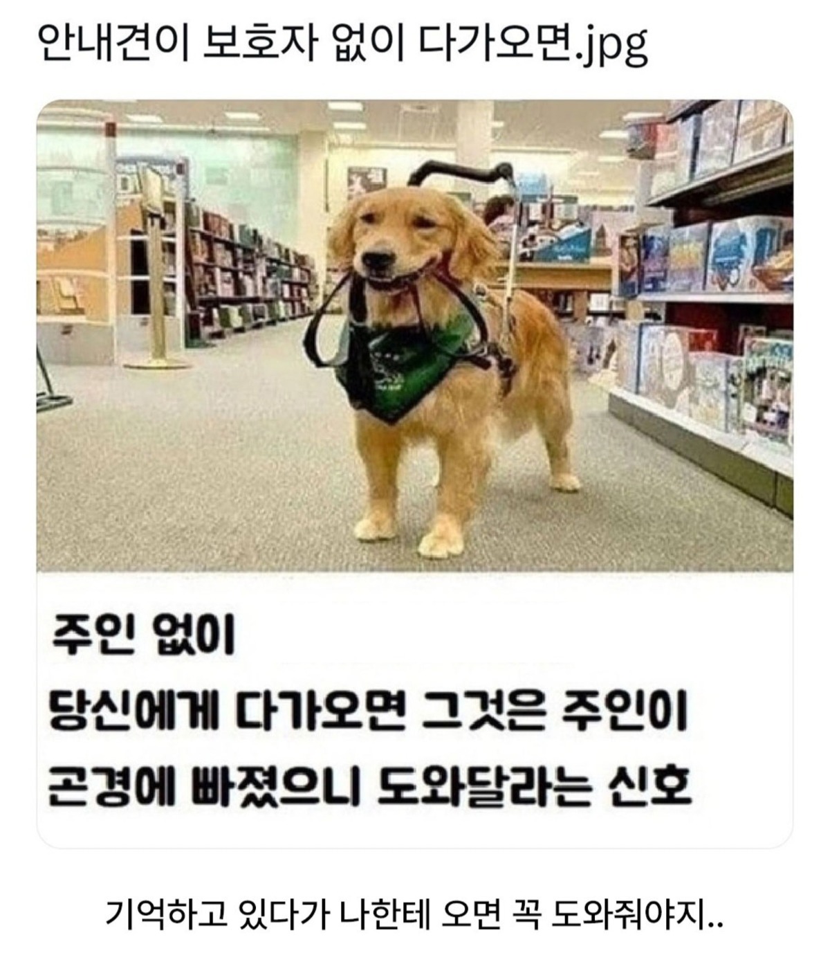 안내견이 보호자 없이 다가오면.jpg
