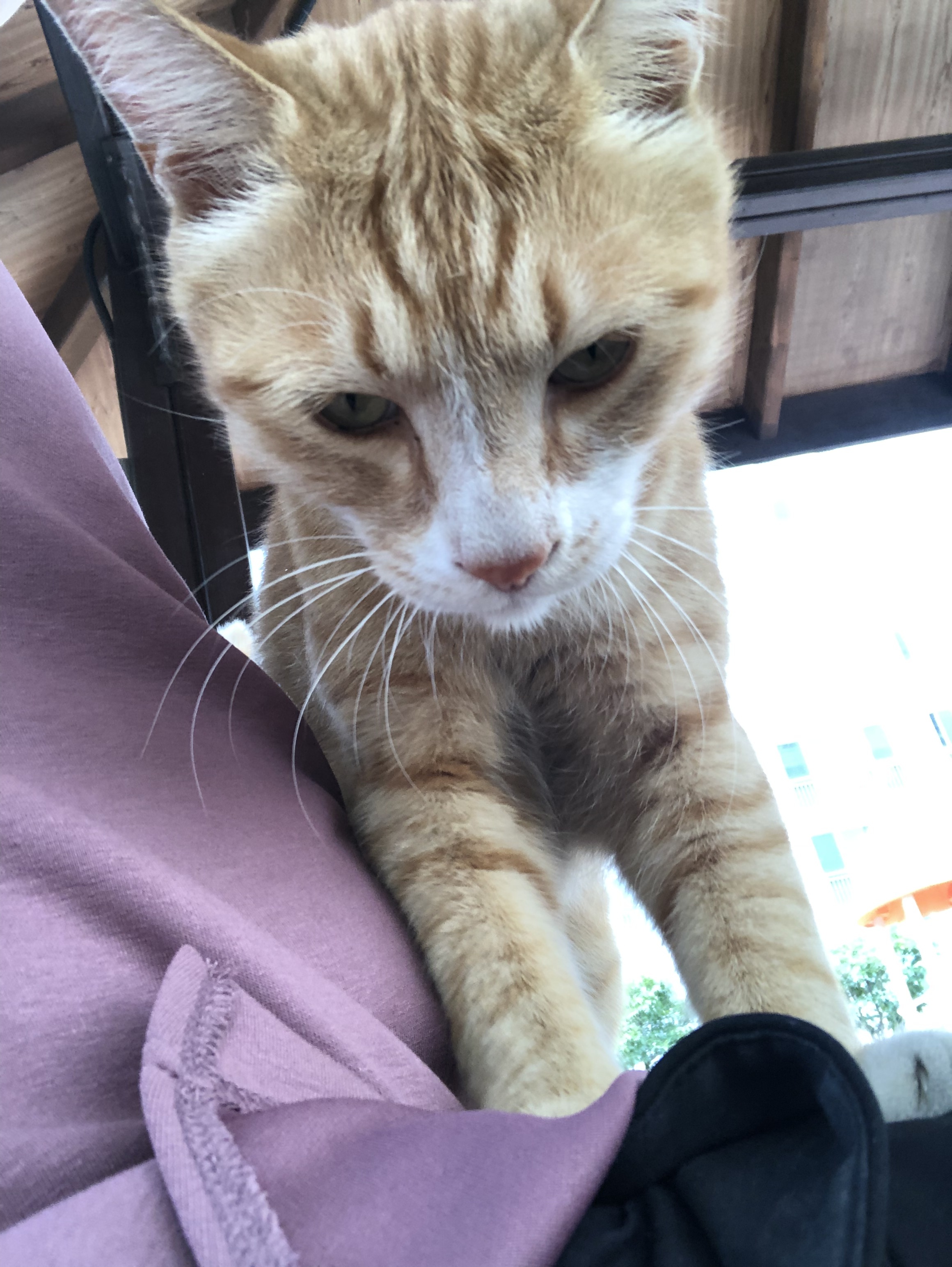 고양이 동영상 올릴려는대 :: 웃긴대학 대기자료