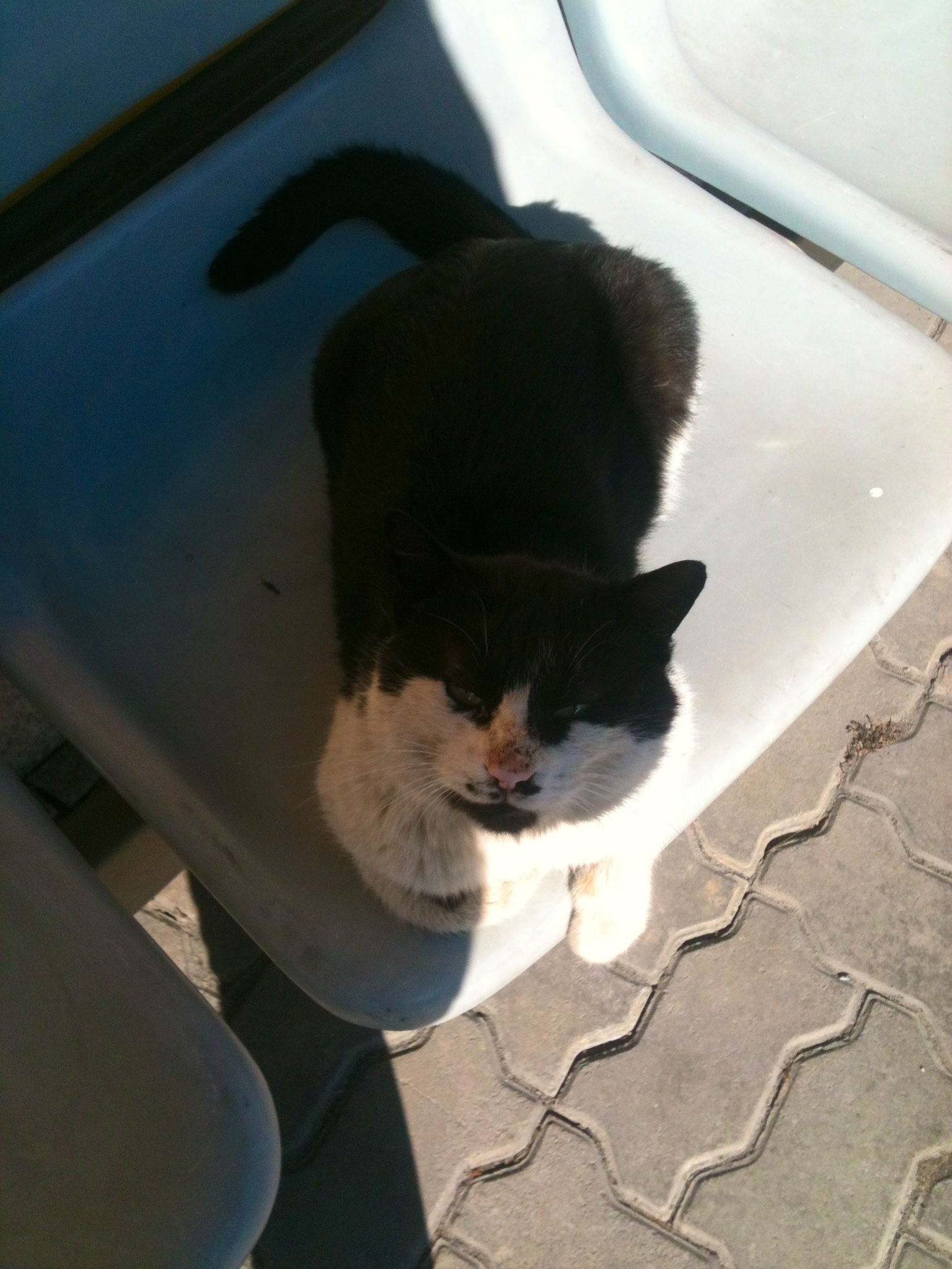 고양이 왕국의 시민이 되실 분 있으신가요? :: 웃긴대학 대기자료