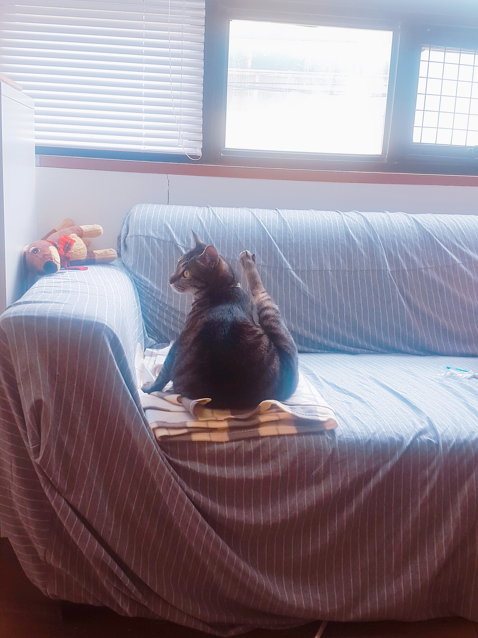 고양이는 내가 싫나부다..