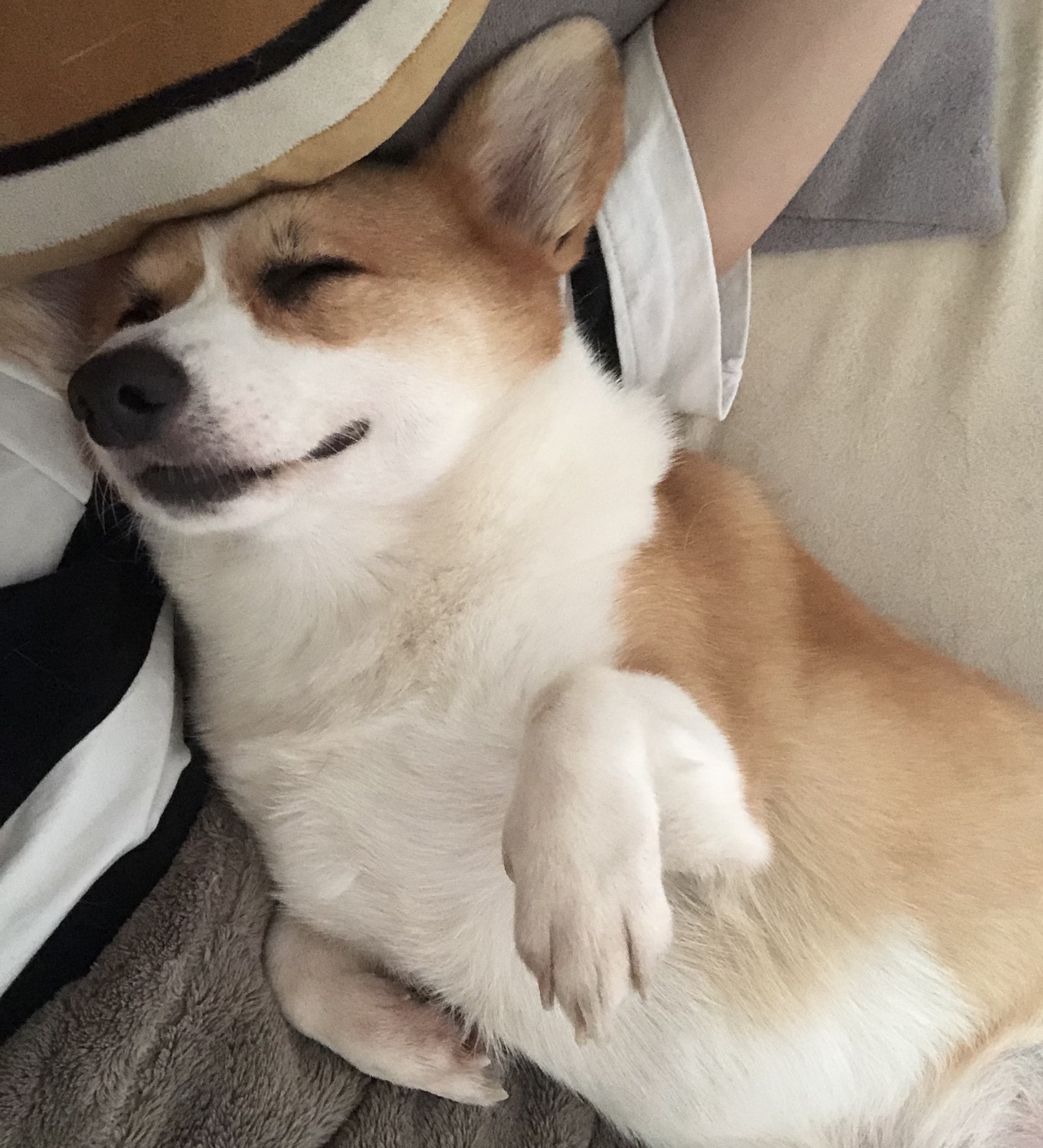 나도 만나고 싶은 웃대인 있는데 :: 웃긴대학 대기자료