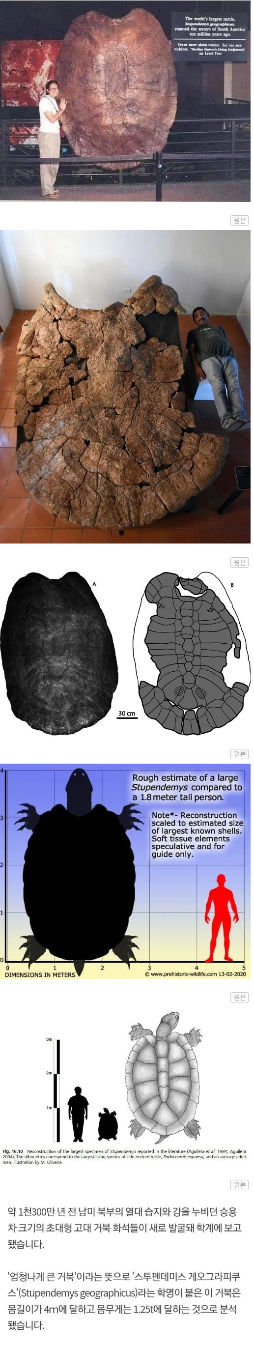 1만 3천년전 초대형 거북.jpg