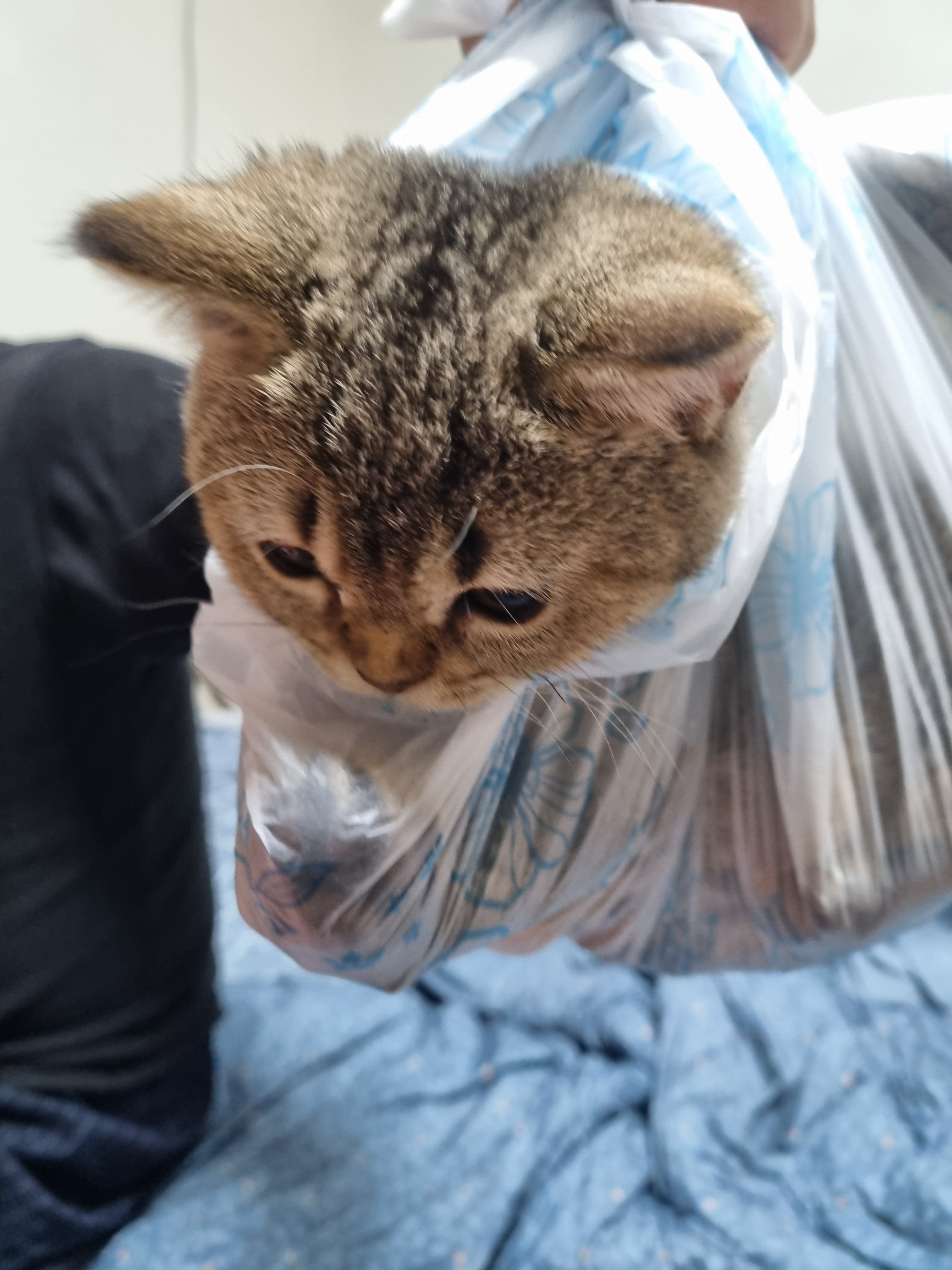 내 고양이야 드립좀 쳐줘 :: 웃긴대학 대기자료