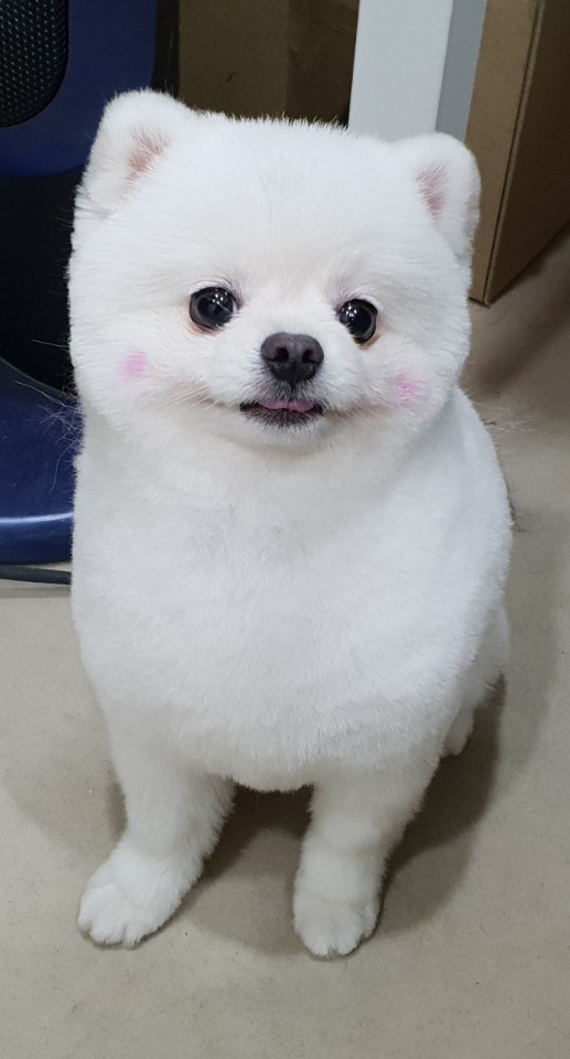 여러분 너무 기뻐서 범 내려올시간이에요