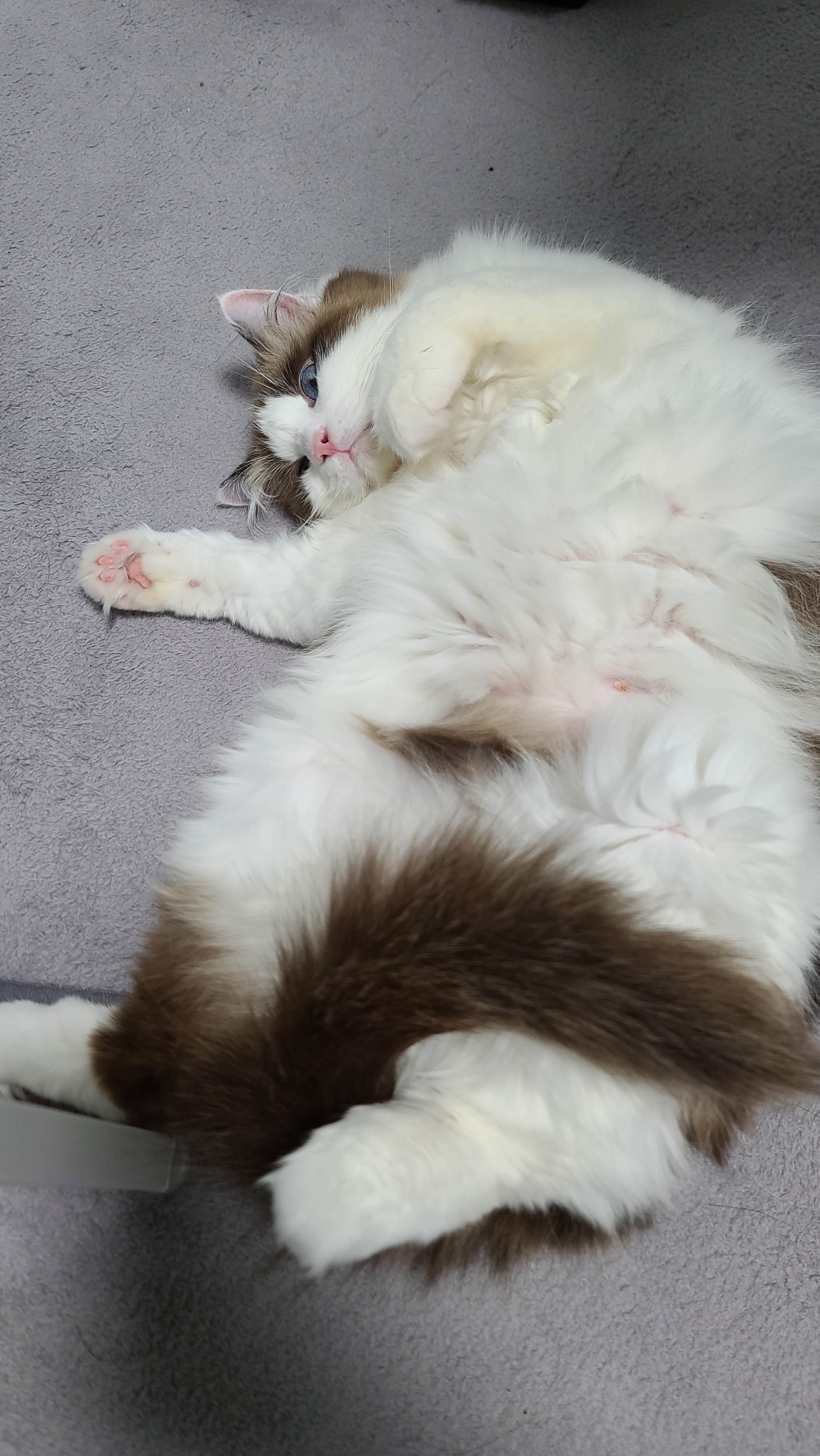 애옹이들아... 그만좀 깨워...