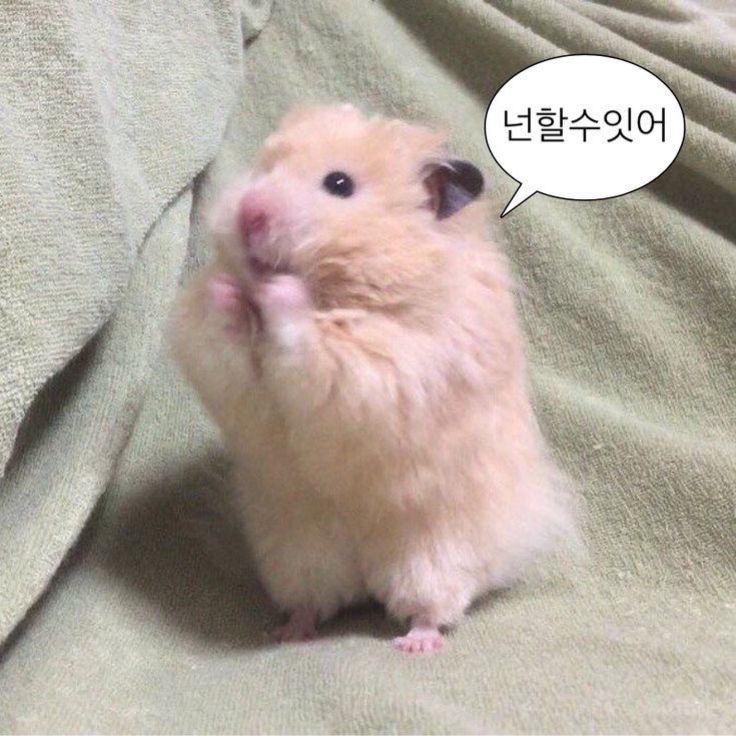 오른쪽 고환에 약~간 통증 있네 :: 웃긴대학 대기자료