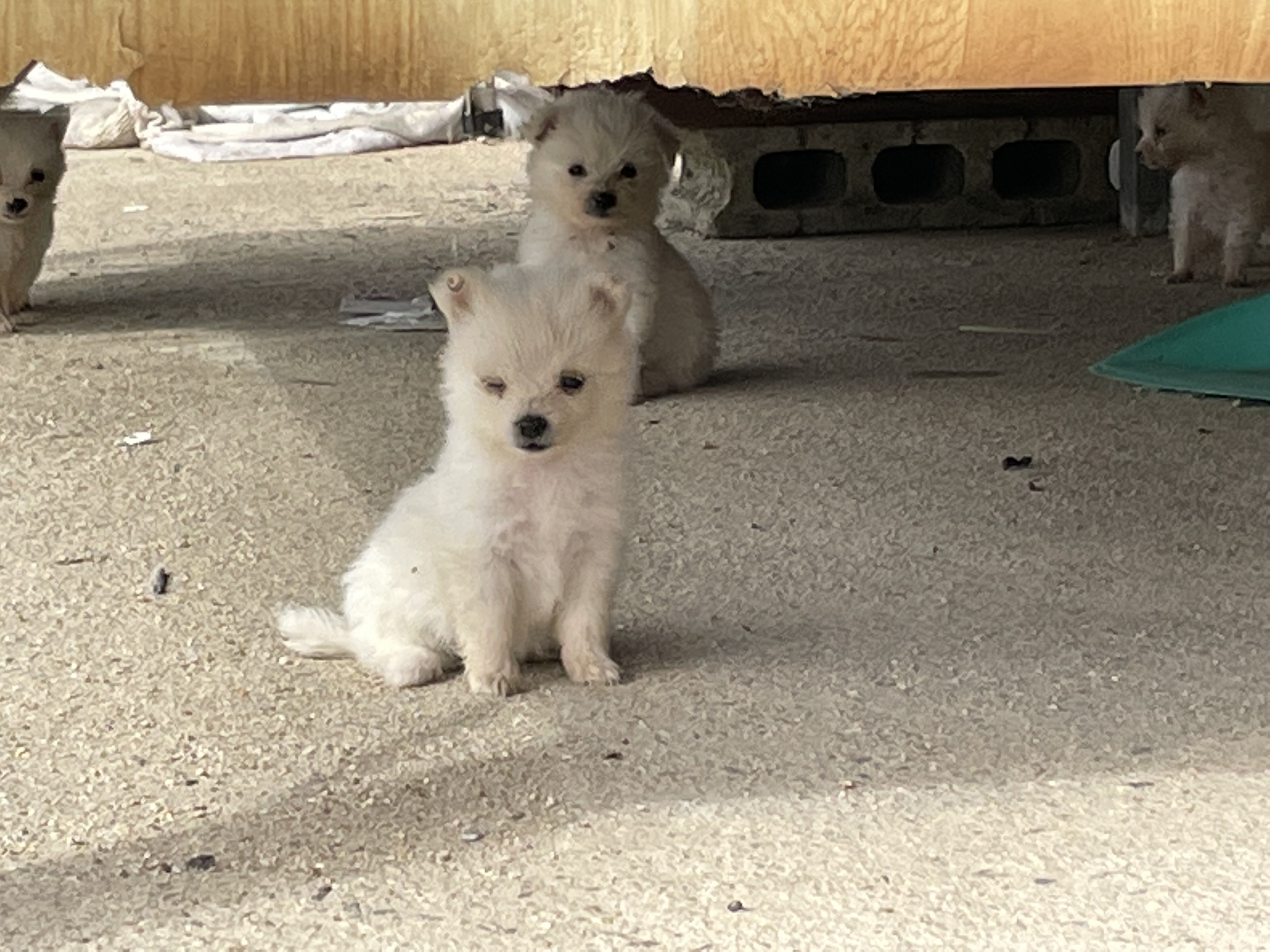 얼 죽 아 :: 웃긴대학 대기자료