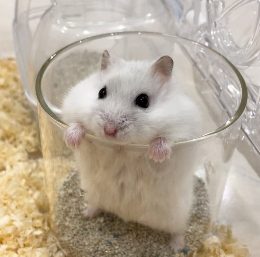 중고폰 사이트 추천해줄만한 곳 있어?