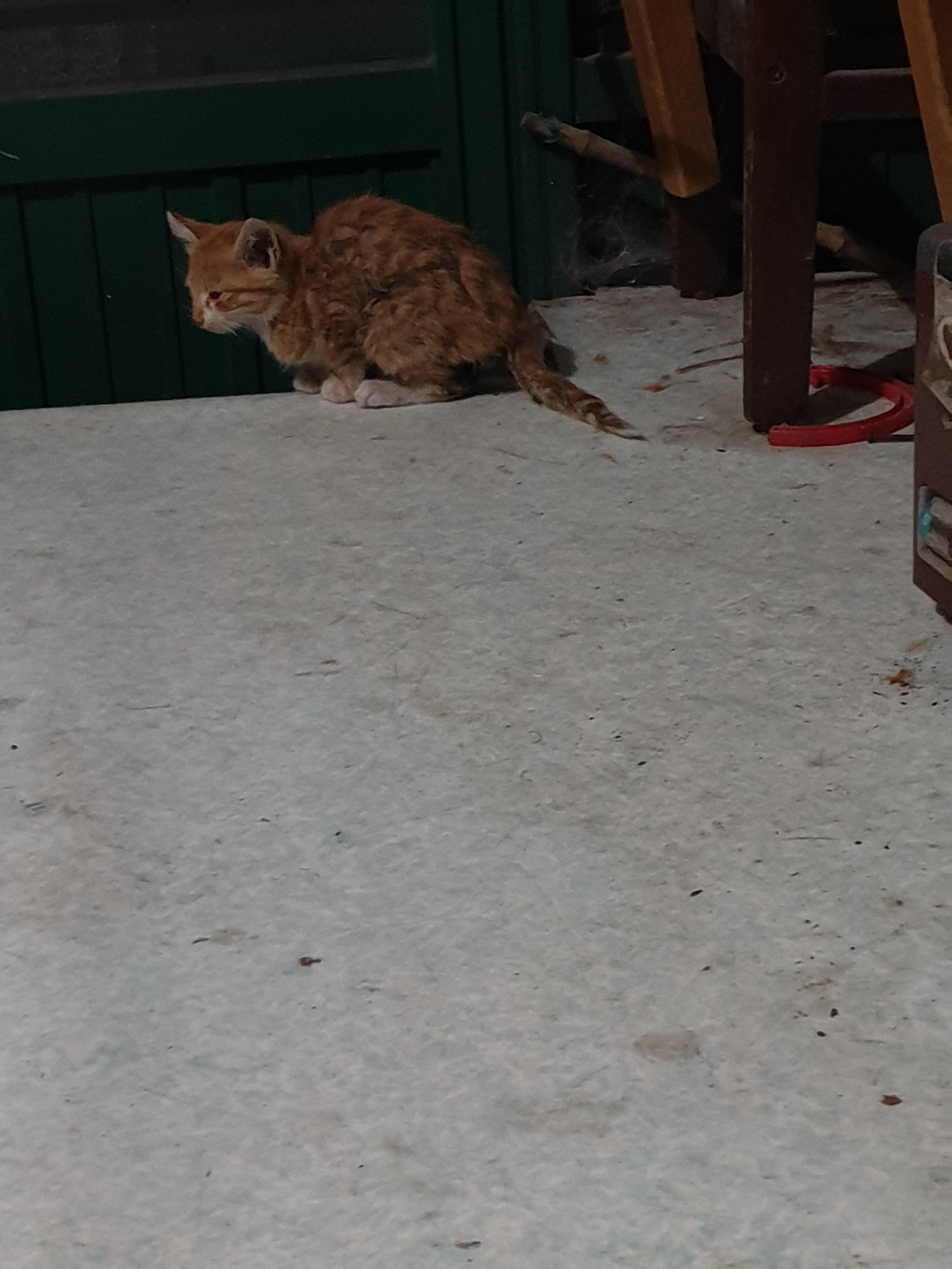 냥줍 후기 및 질문...jyp