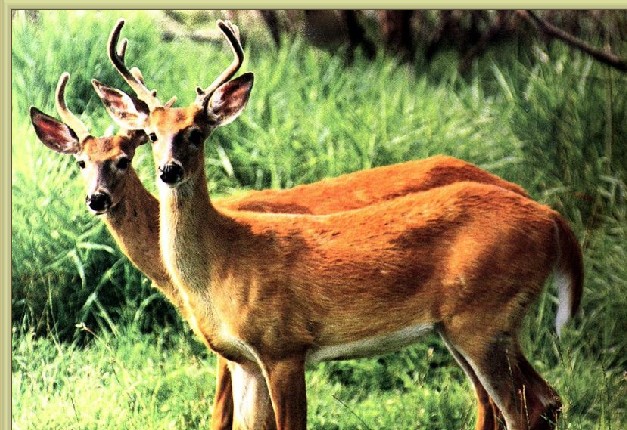 멋진 사슴!!!!!!!!!!!!!!