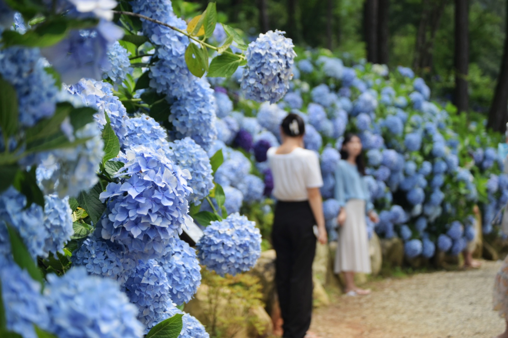 해남 포레스트수목원