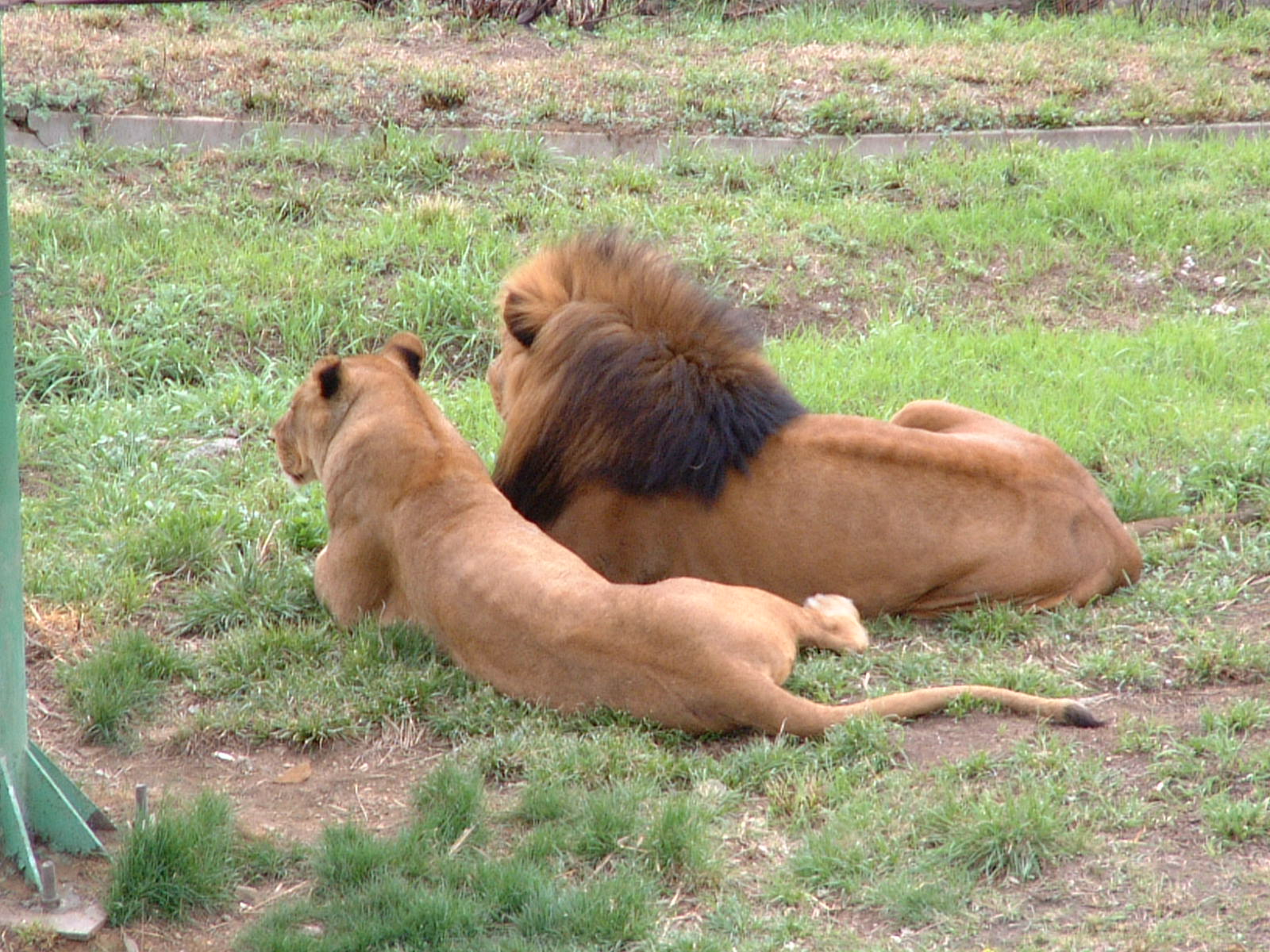 사자와 싸워서 이기는 방법.